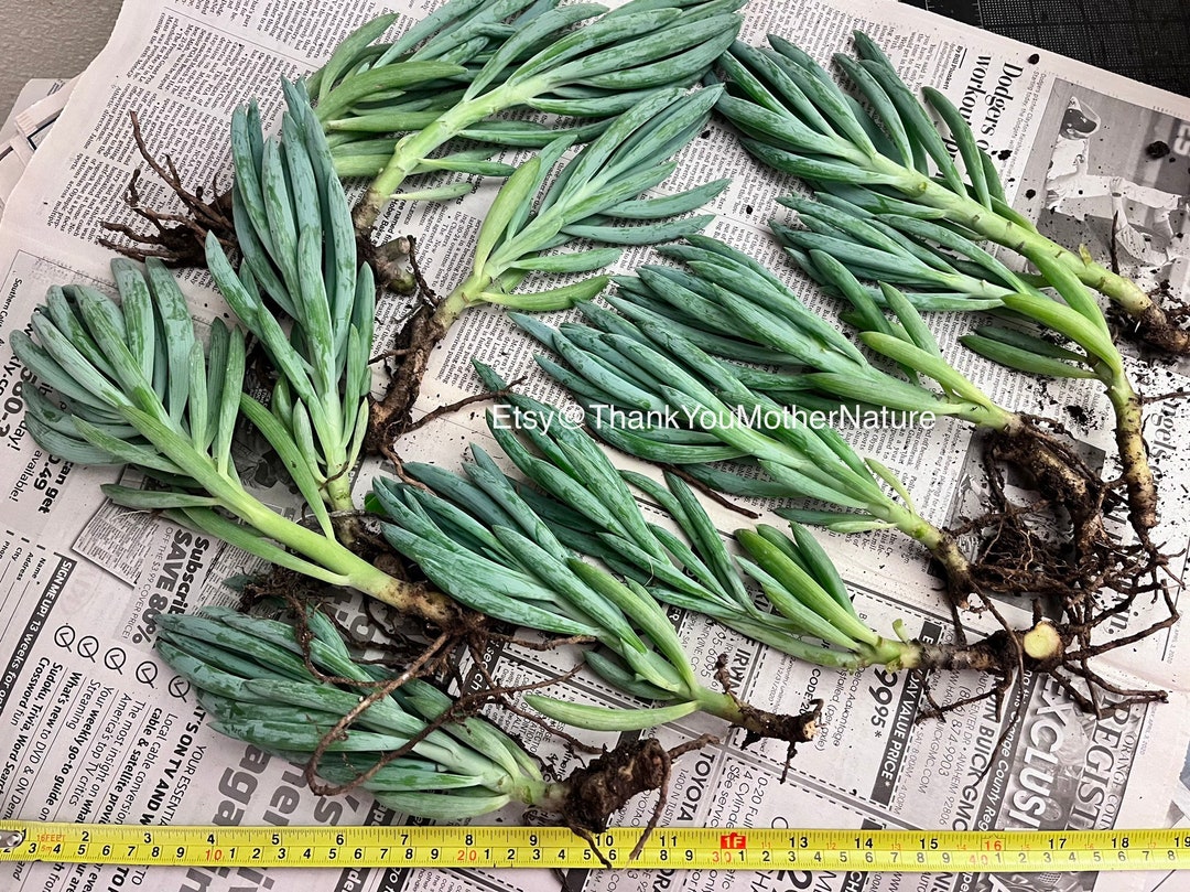 Rooted Blue Chalk Sticks Plant, Curio Repens, Chalk Fingers Succulent ...