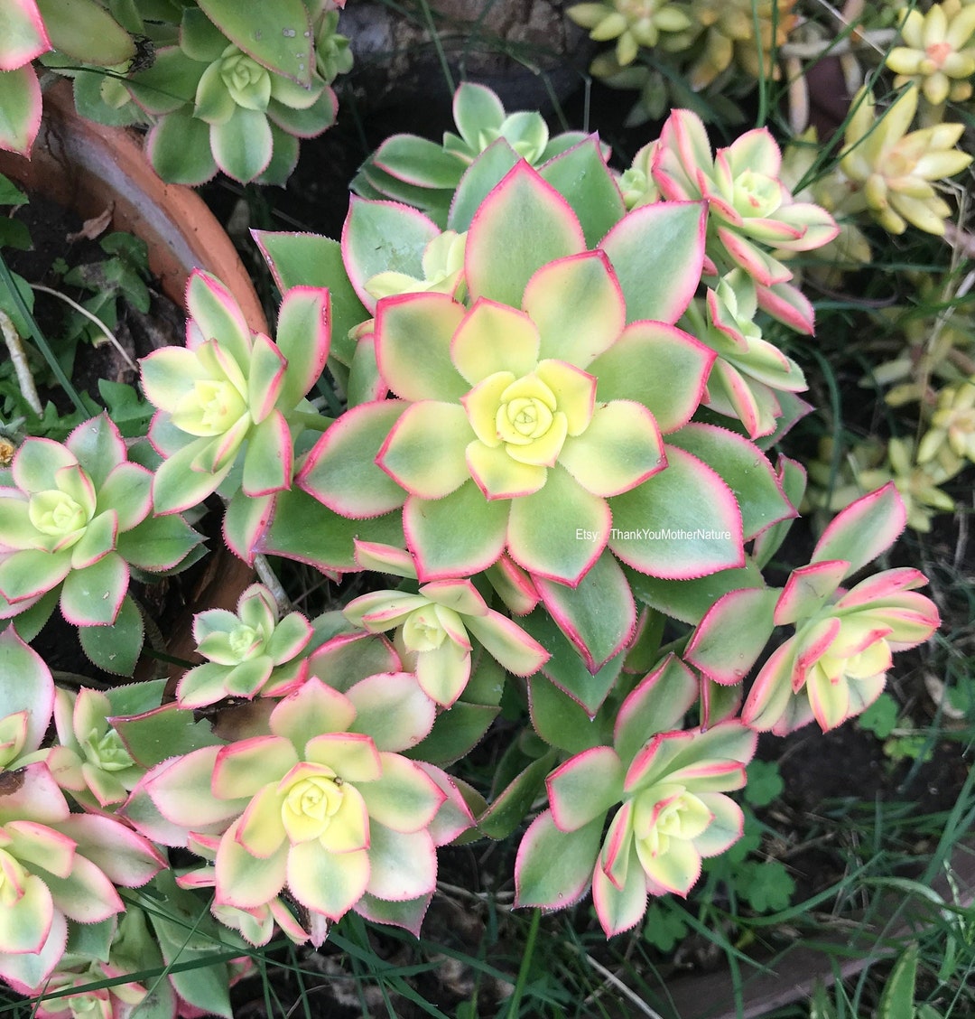 Cluster Aeonium ‘kiwi’ Succulent, Live - Etsy