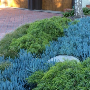 Rooted Blue Chalk Sticks Plant Chalk Fingers Succulent Good Ground