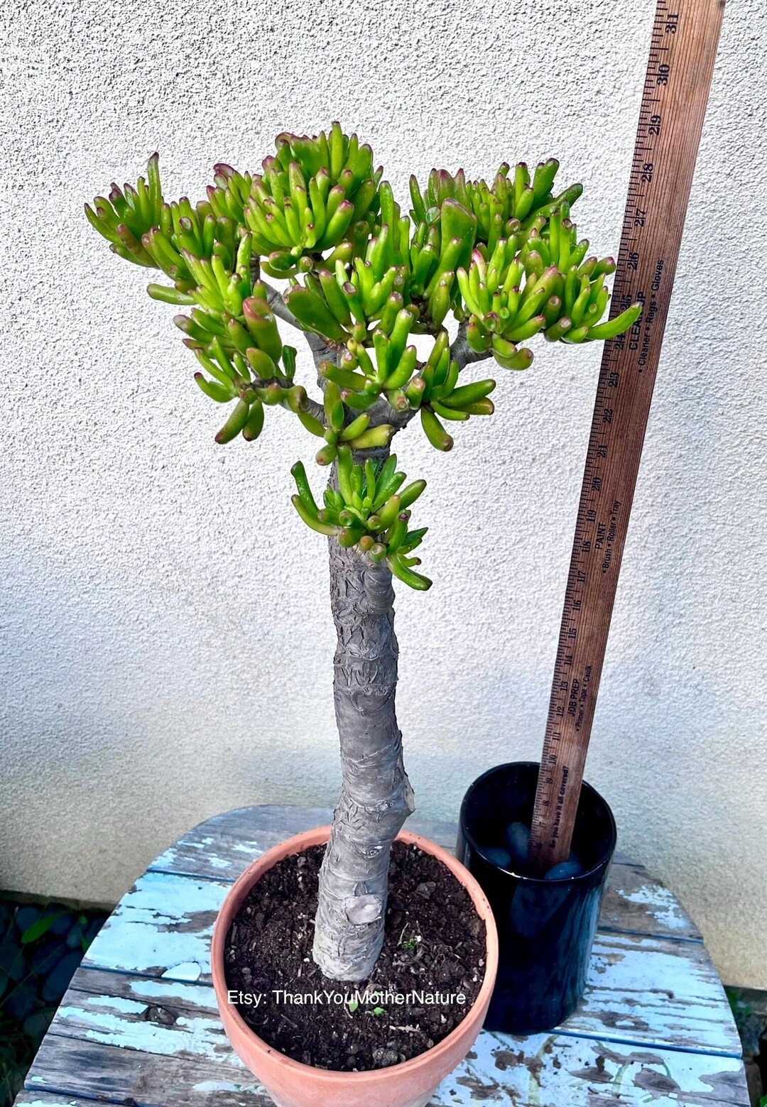 28 Tall Gollum Jade Crassula Ovata Rare Large Hobbit Jade - Etsy