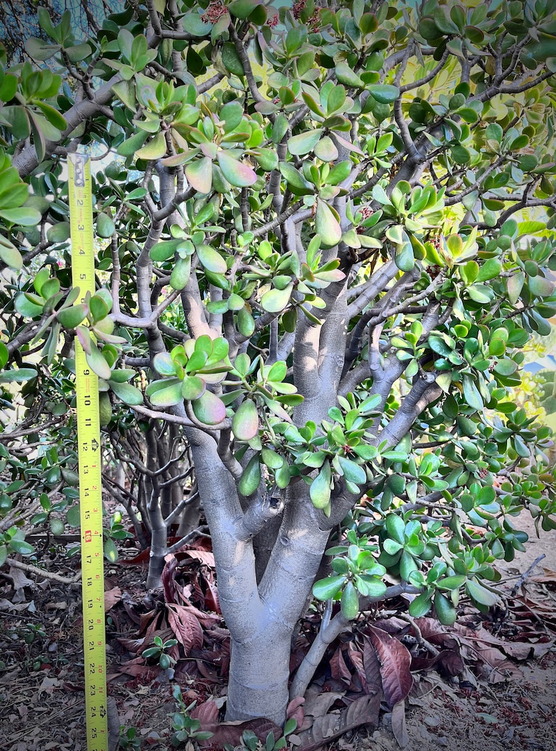 3' Tall Large Jade Crassula Ovata | Extra Large Live Jade Plant | Bare ...