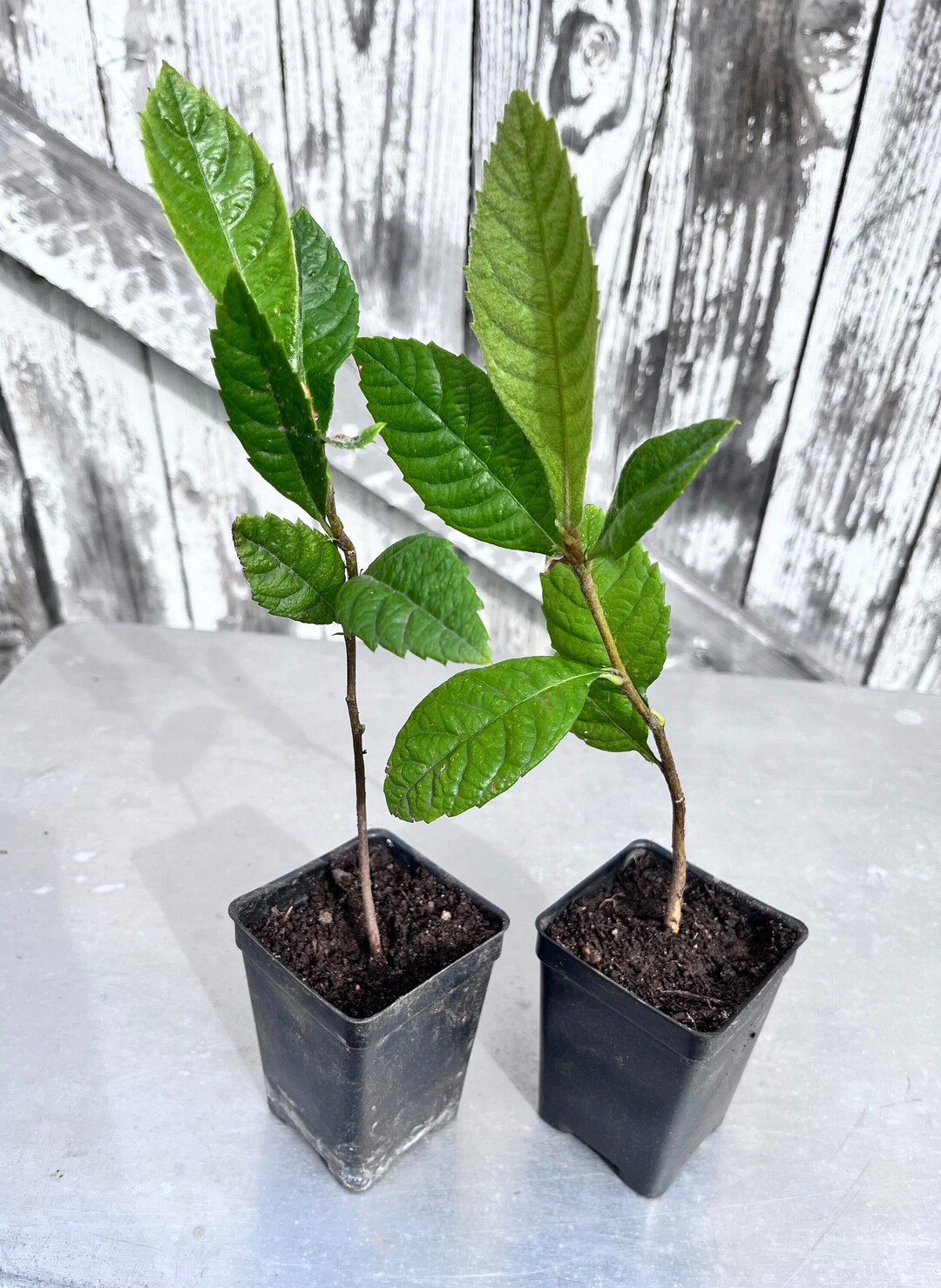 Two Loquat Tree Seedlings, Japanese Plum Eriobotrya Japonica, Live - Etsy
