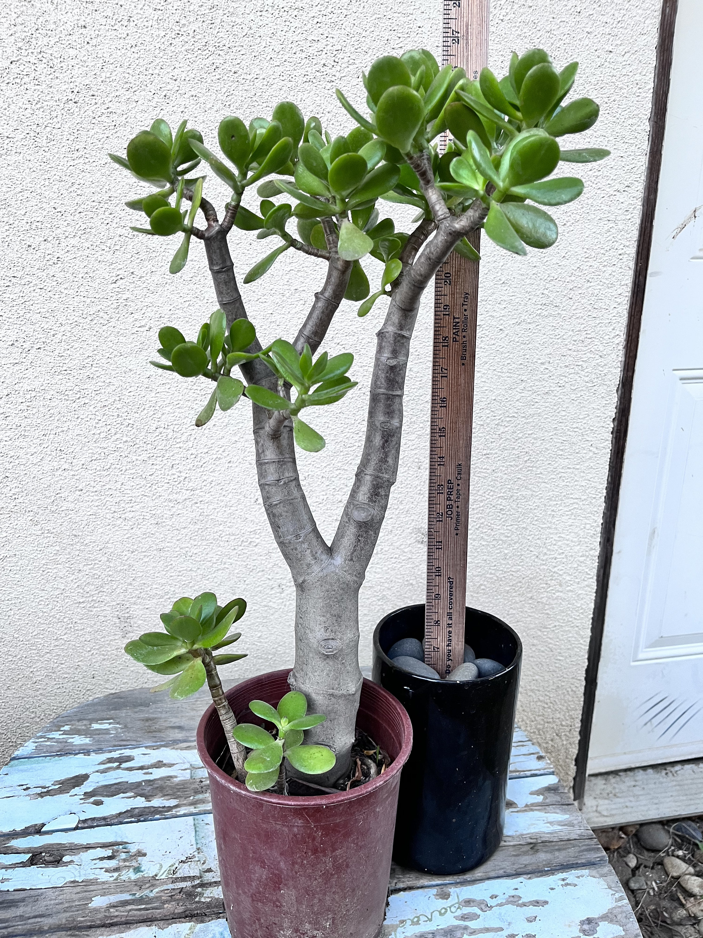 Jade Crassula Ovata | Extra Large Live Jade Plant | Bare Root Thick ...