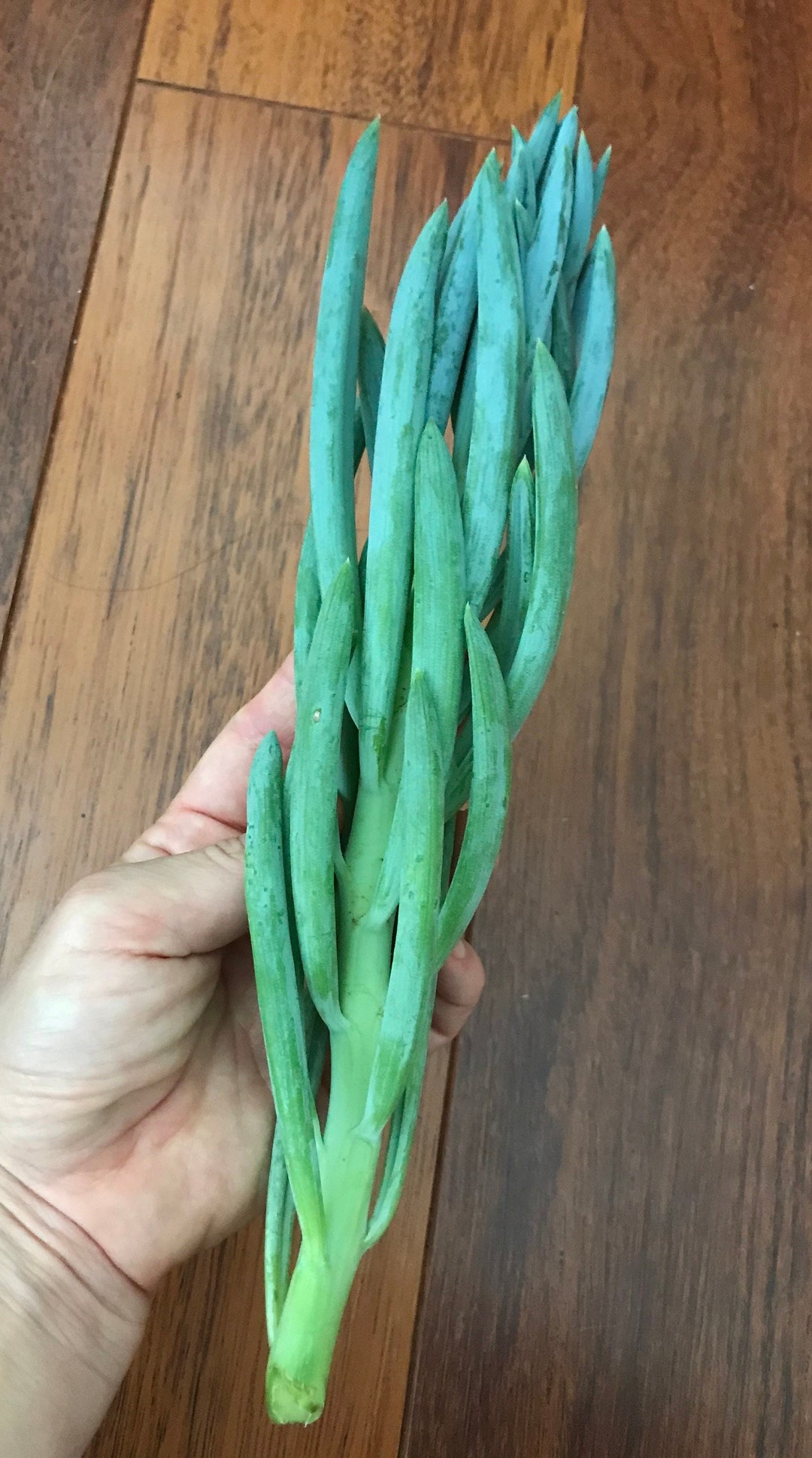 Extra Large Blue Chalk Sticks Cuttings, Curio Repens, Chalk Fingers ...