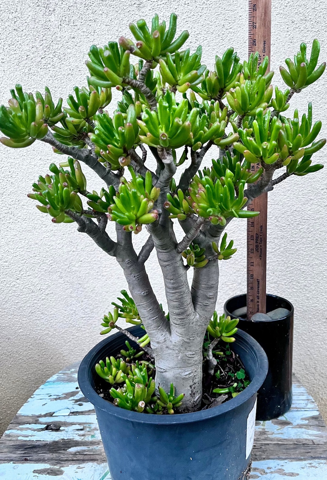 28 Tall Gollum Jade Crassula Ovata Rare Large Hobbit Jade - Etsy