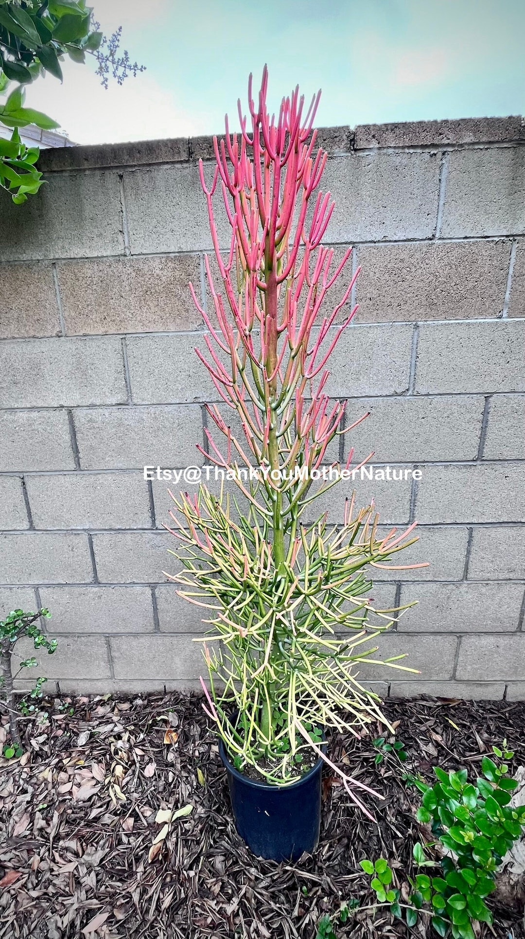 5 Firestick Live Tree • Euphorbia Tirucalli • Pencil Cactus Plant Etsy