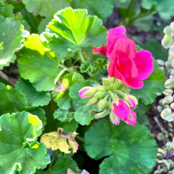 Geranium Seeds - Etsy
