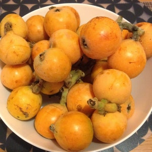6 Rare BIG FRUIT Loquat Cuttings, White Flesh Hybrid, Big Jim ...