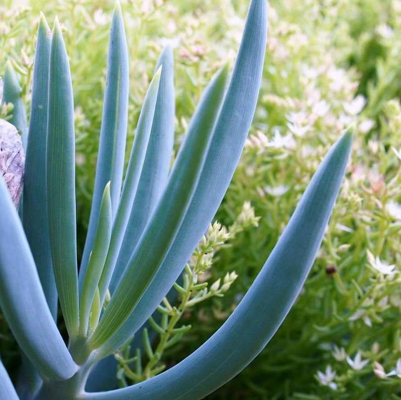 12 Blue Chalk Sticks Cuttings Chalksticks Live Succulent Plant | Free ...