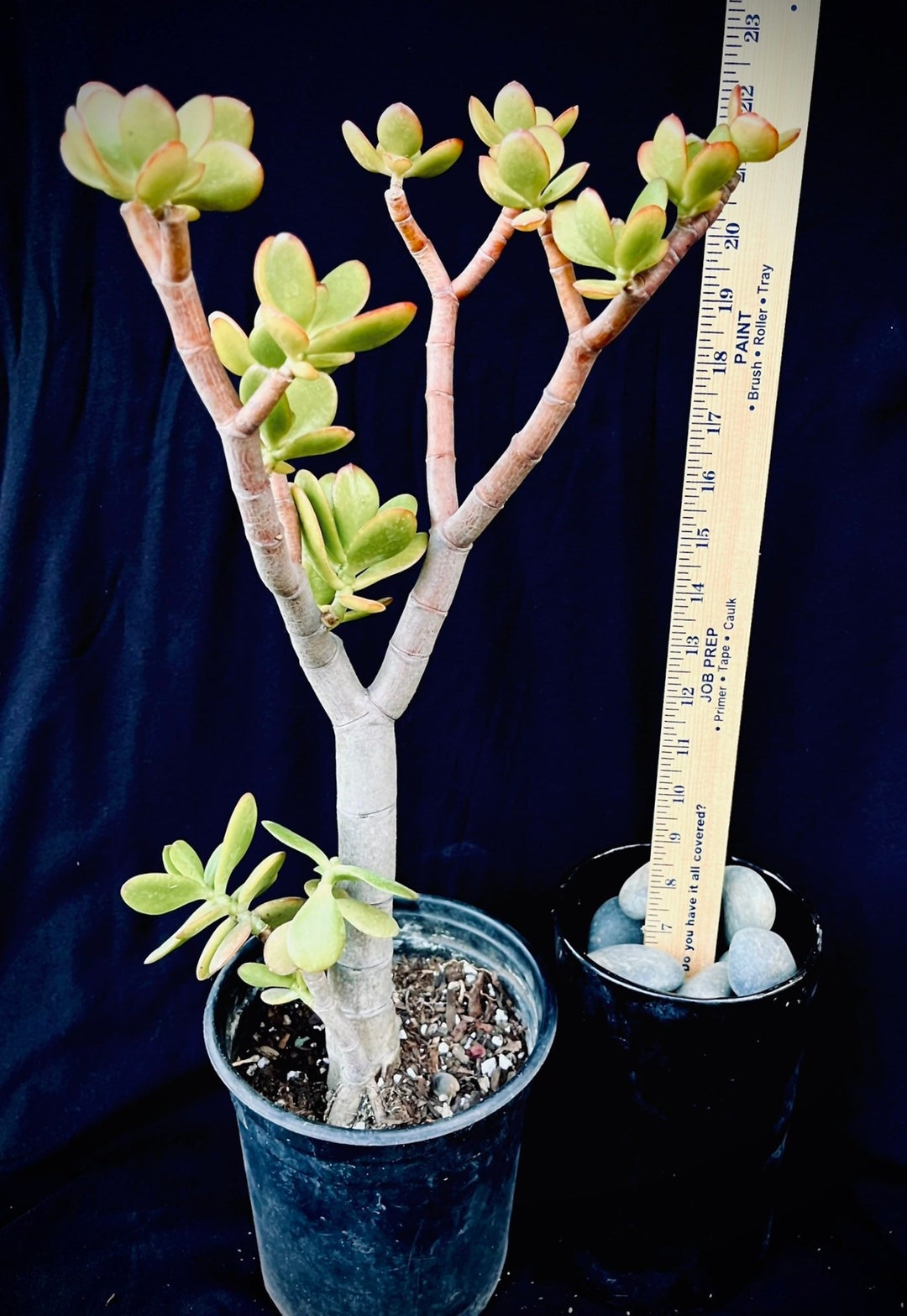 Tall Sunset Jade Crassula Ovata | Large Live Jade Plant | Bare Root - Etsy