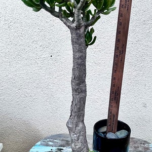 28 Tall Gollum Jade Crassula Ovata Rare Large Hobbit Jade - Etsy