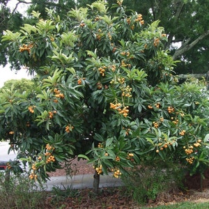 6 Rare BIG FRUIT Loquat Cuttings, White Flesh Hybrid, Big Jim ...