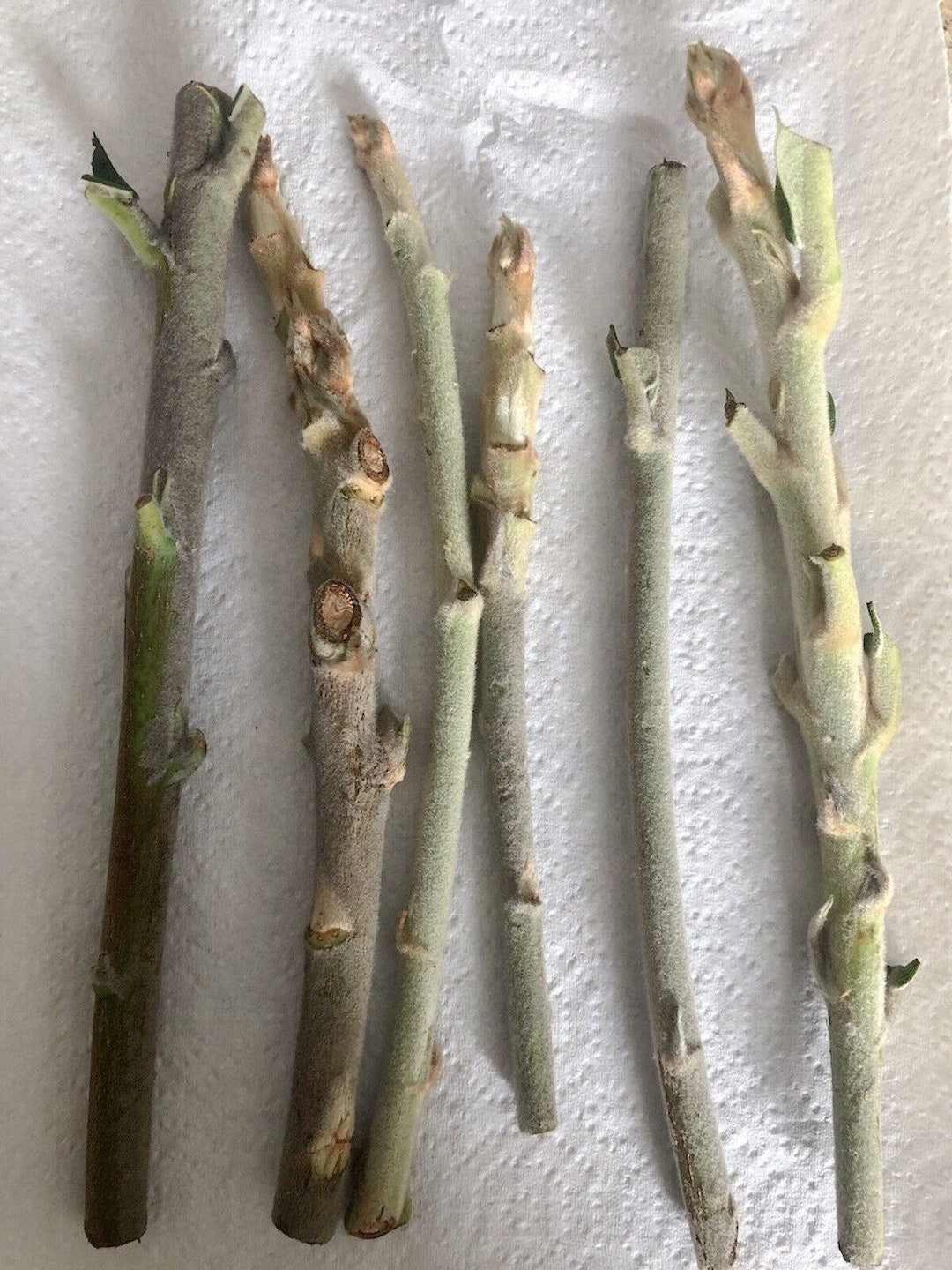 6 Loquat Cuttings, Rare Hybrid (white Flesh), Big Jim, & Champagne ...
