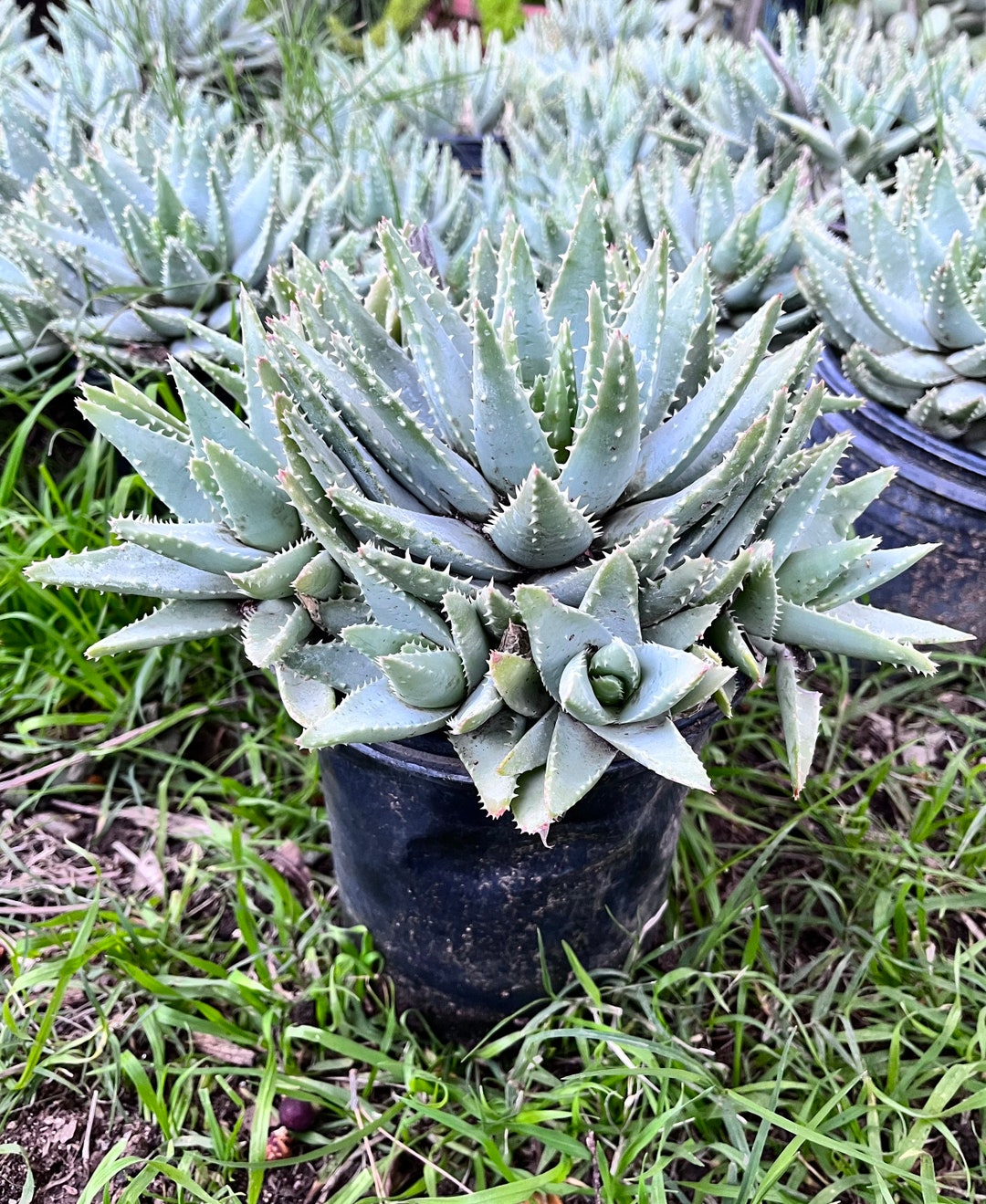 1 Gallon Cluster Aloe Brevifolia, Short-leaf Aloe, Crocodile Plant ...