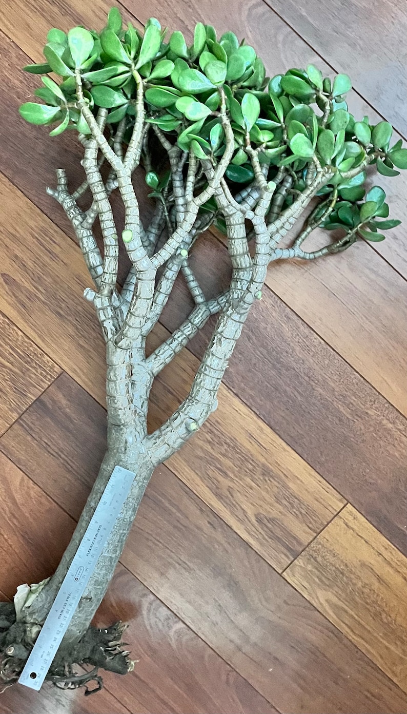 3' Tall Large Jade Crassula Ovata | Extra Large Live Jade Plant | Bare ...