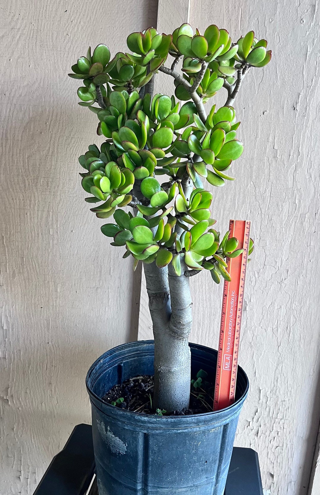 28 Gigantic Sunset Jade Crassula Ovata Extra Large Live Jade Plant Bare ...