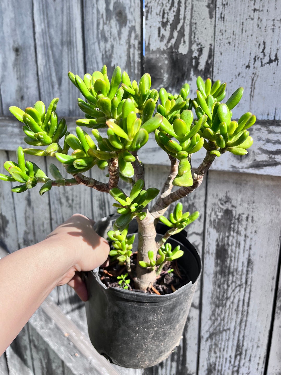 Large 1 Gallon Shrek's Ear Jade Succulent, Ogre Ear Jade, Red Horn Tree ...