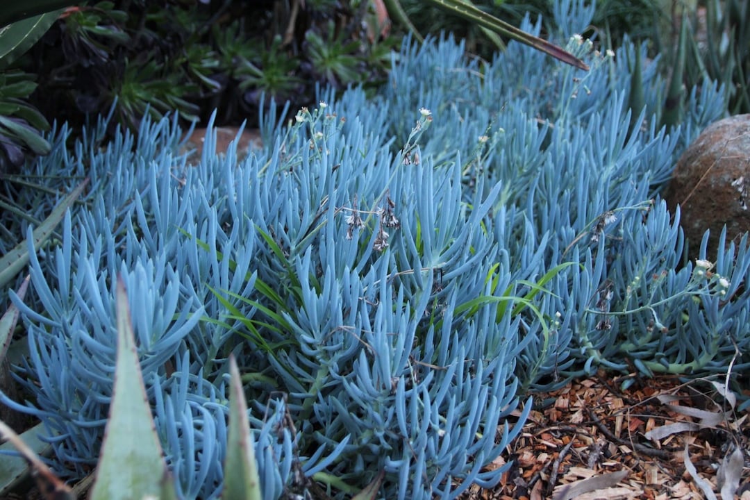 Rooted Blue Chalk Sticks Plant, Chalk Fingers Succulent, Good Ground ...