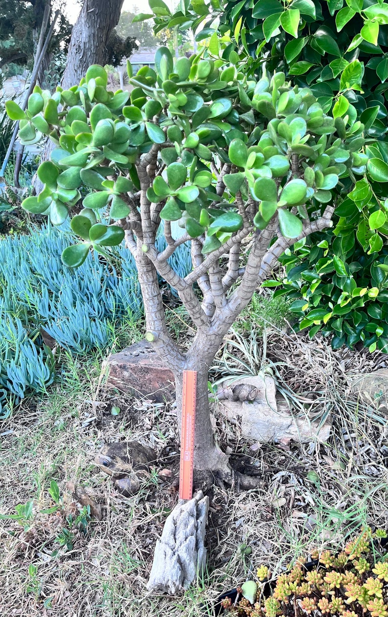 3' Tall Large Jade Crassula Ovata | Extra Large Live Jade Plant | Bare ...