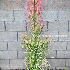 5' Firestick Live Tree • Euphorbia Tirucalli • Pencil Cactus Plant - Etsy