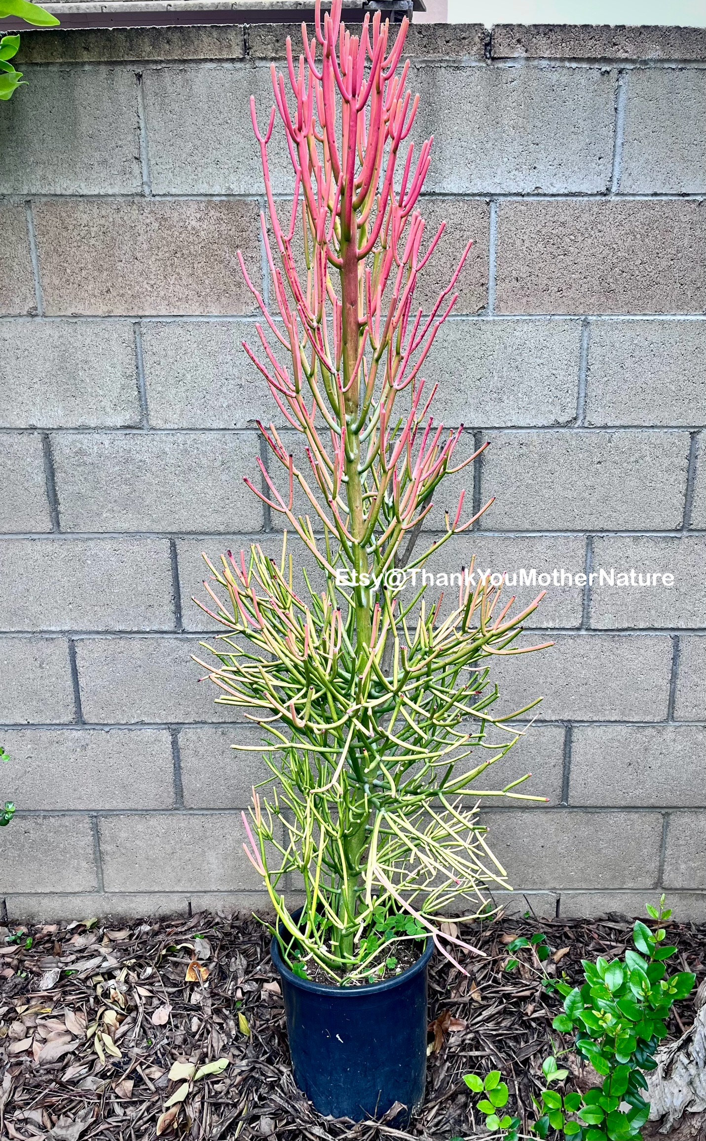 5' Firestick Live Tree • Euphorbia Tirucalli • Pencil Cactus Plant - Etsy