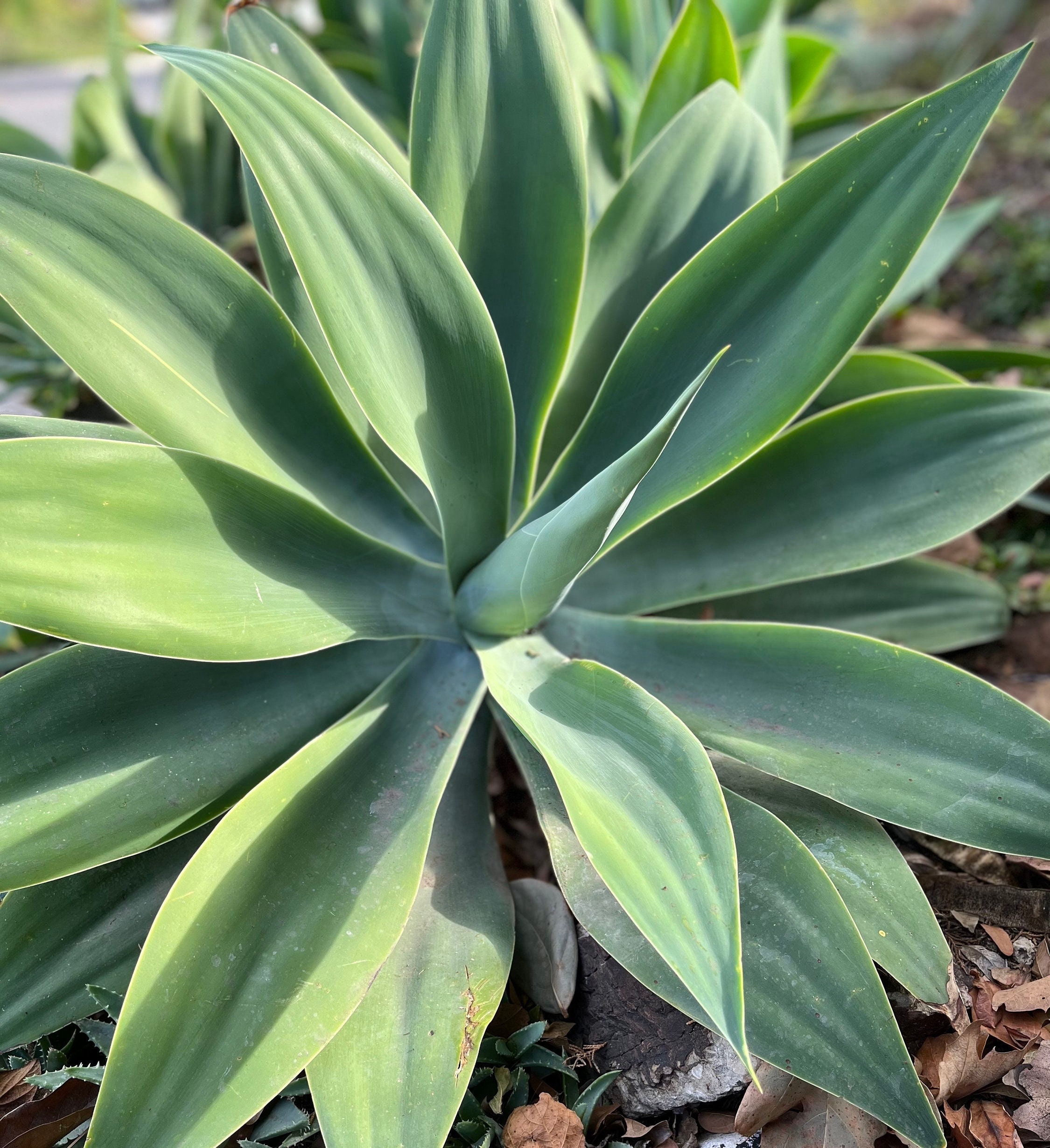 30"-25" Fox Tail Agave Plant, Large Agave Attenuata Plant Live, Soft ...