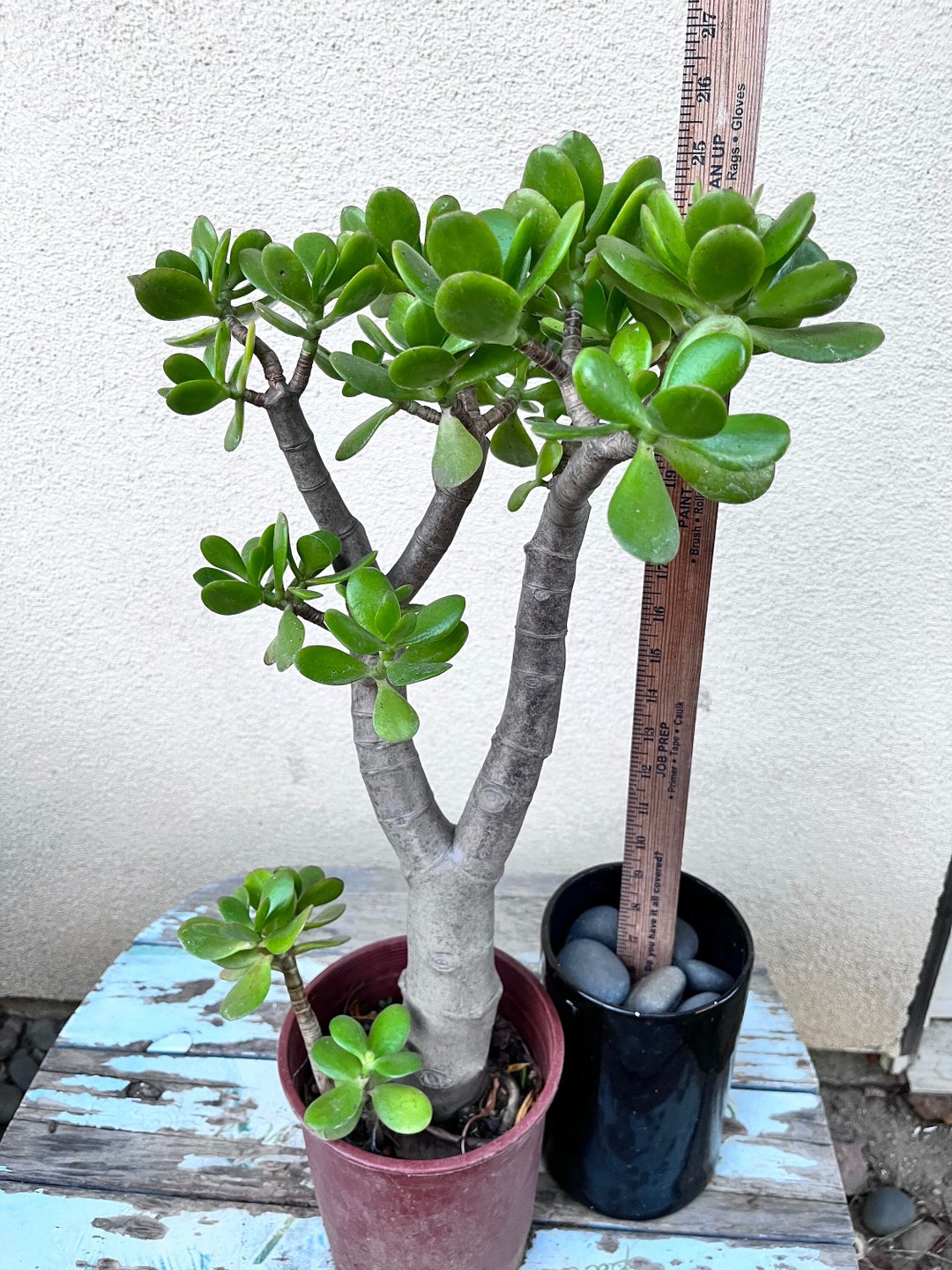 Giant Jade Crassula Ovata Extra Large Live Jade Plant Bare Root Thick ...