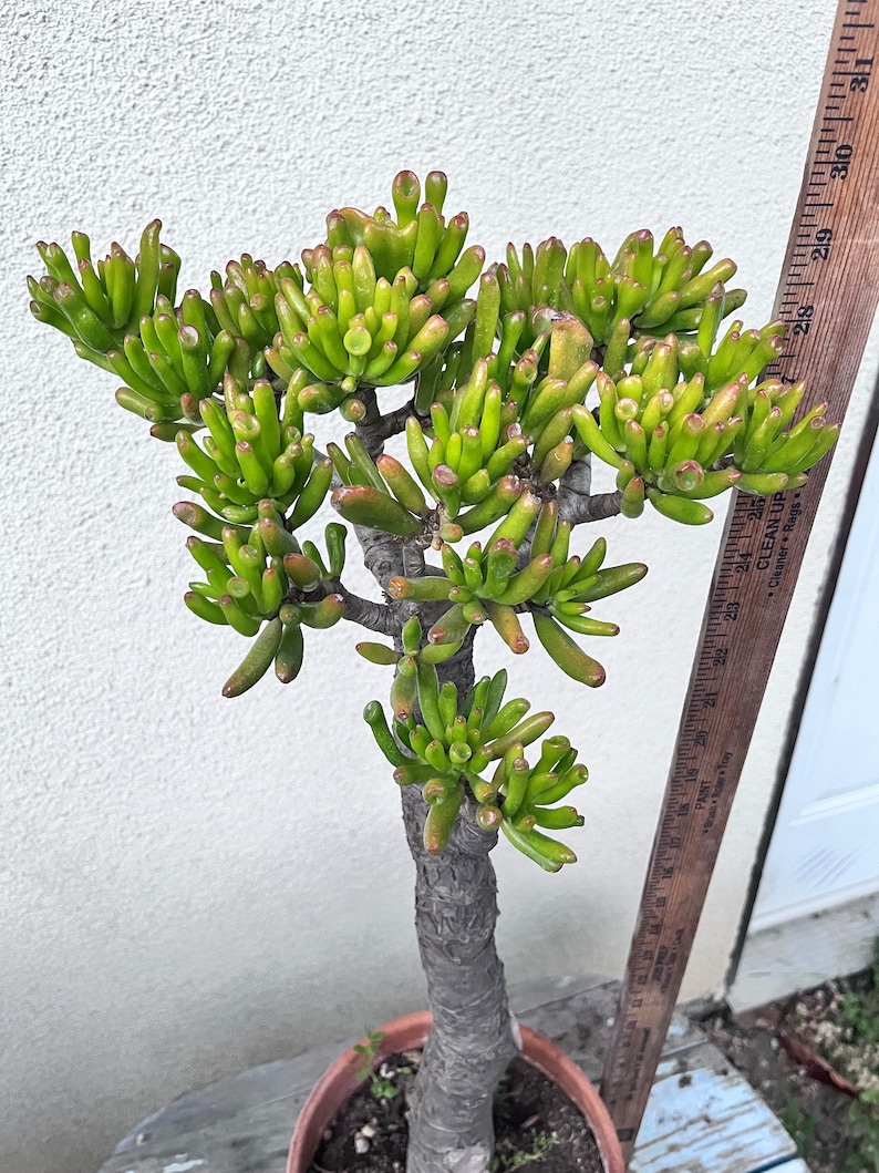 28" Tall Gollum Jade Crassula Ovata | Rare Large Hobbit Jade - Etsy