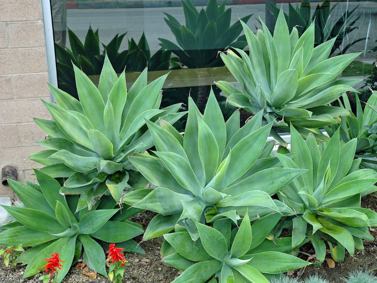 Large Fox Tail Agave Plant Agave Attenuata Handsome Rosette - Etsy