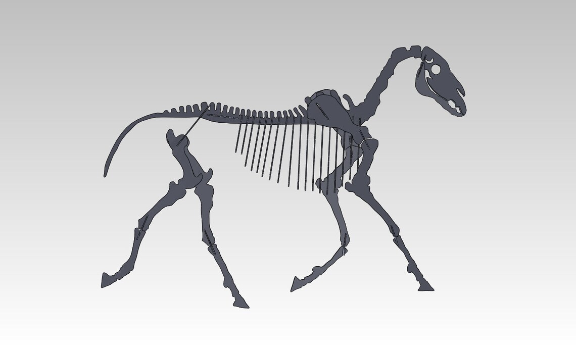 3D Horse Skeleton Dxf - Plasma Cutting File - Marcus Designs LLC ...