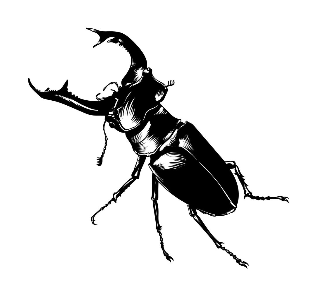 Stag Beetle Vector Image Ai, PDF, SVG, EPS, Jpg Etching, Woodcut Style ...