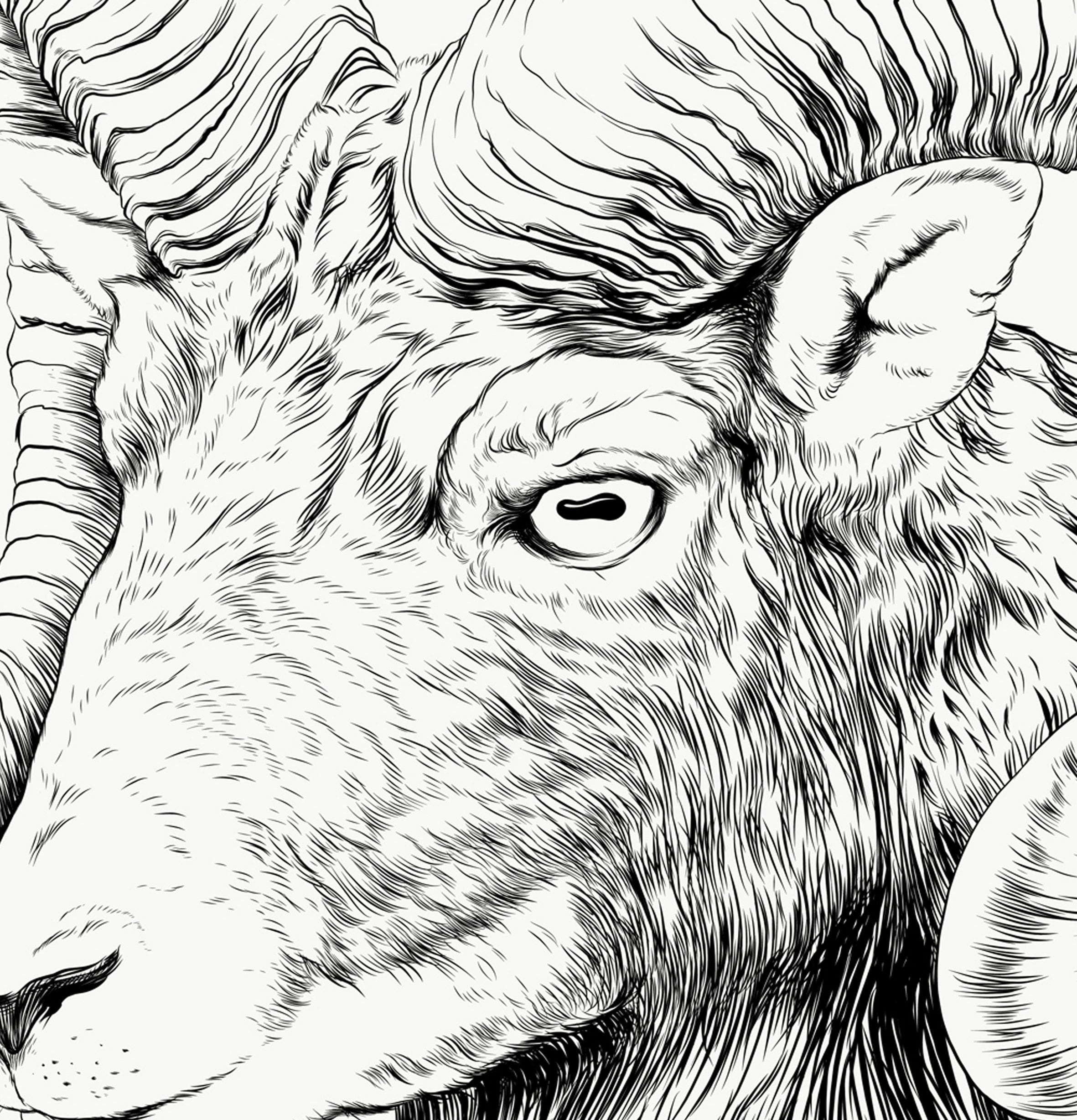 Muflon Head Vector Image Jpg, EPS, SVG, Ai, PDF - Etsy