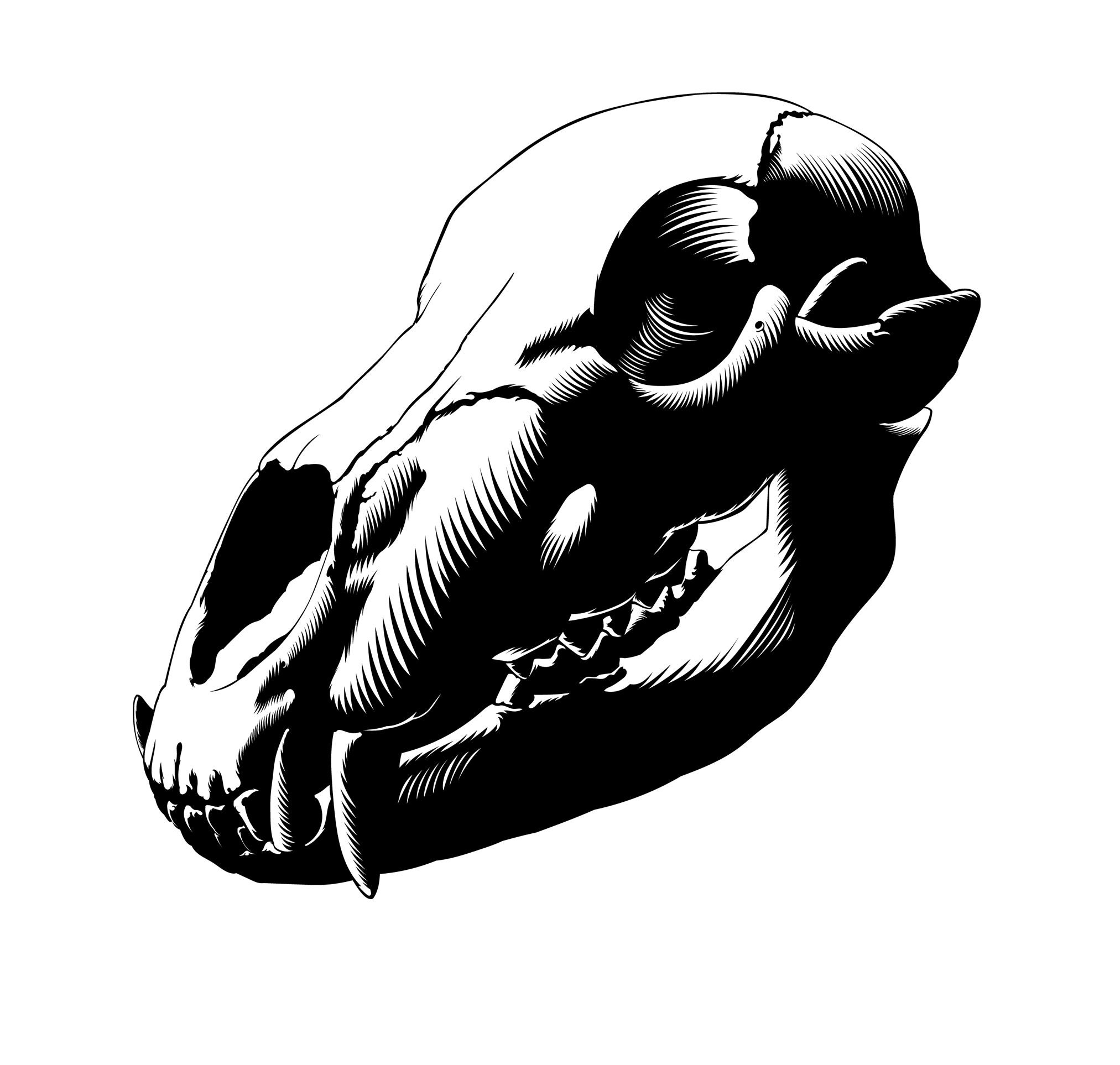 Bear Skull Vector Image Ai, PDF, SVG, EPS, Jpg Etching, Woodcut Style ...