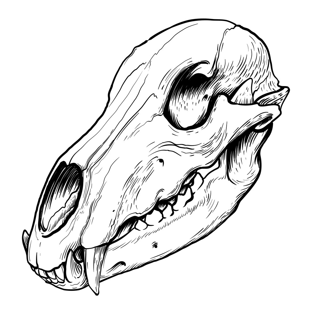 Bear Skull Vector Image Ai, PDF, SVG, EPS, Jpg Etching, Woodcut Style ...