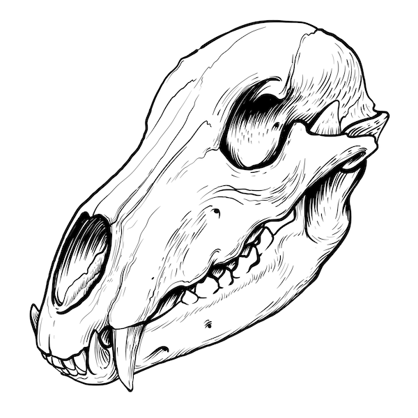 Bear Skull - Etsy