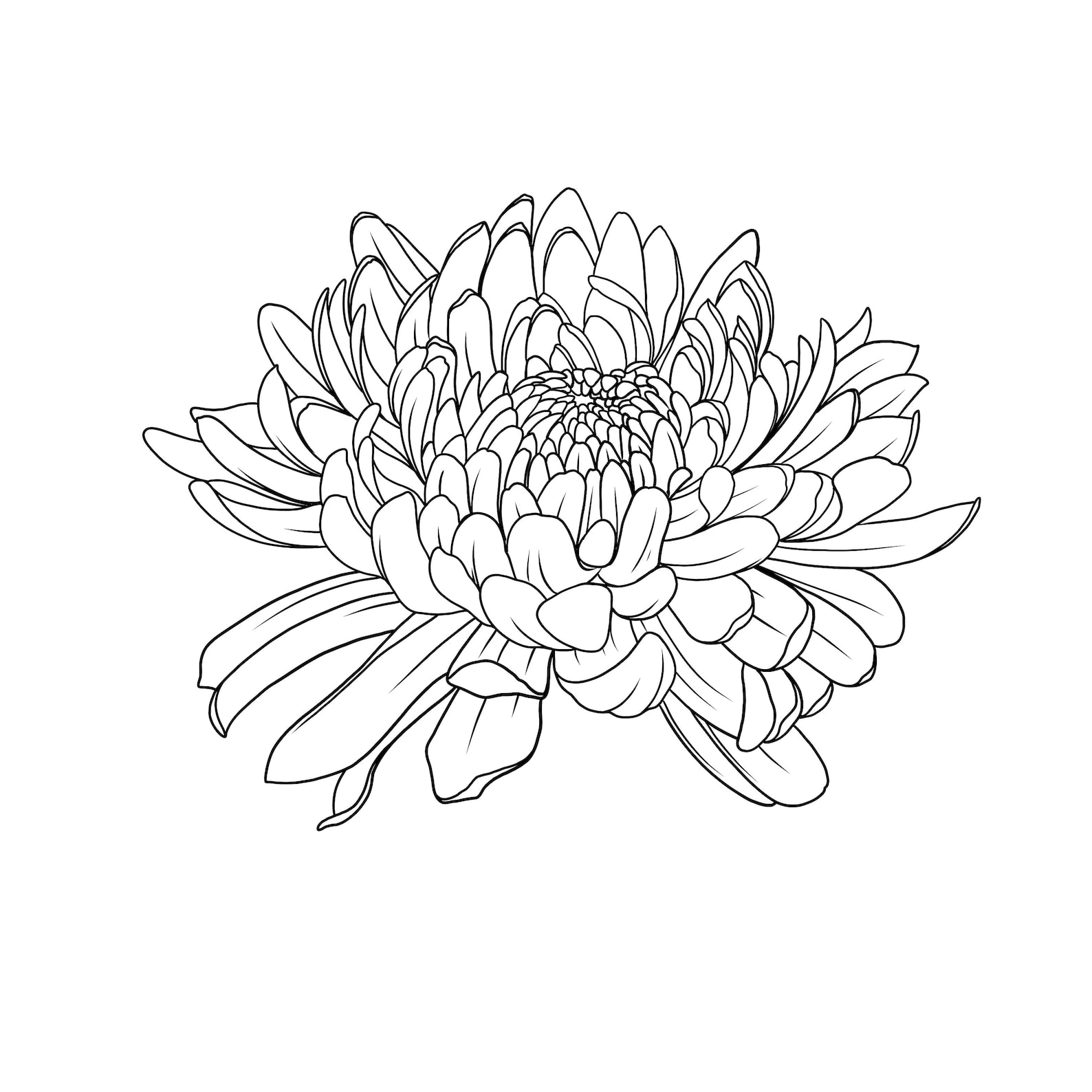 Japanese Flower Chrysanthemum Vector Design Ai, PDF, SVG, Jpg, EPS ...