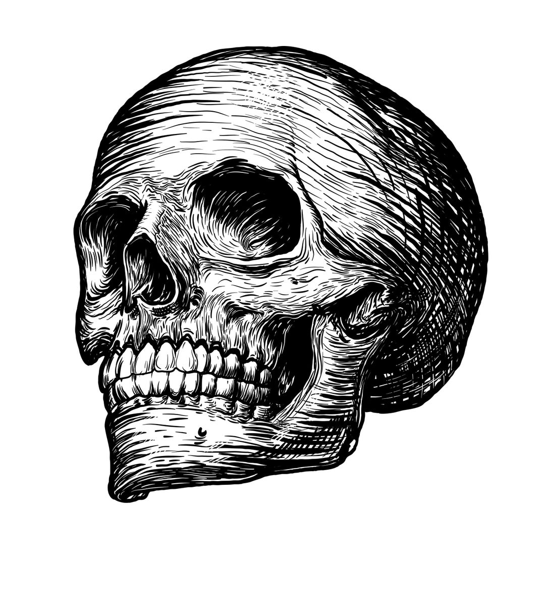 Vector Skull Design Woodcut , Tattoo, T-shirt Engraving EPS, Jpg, Ai ...