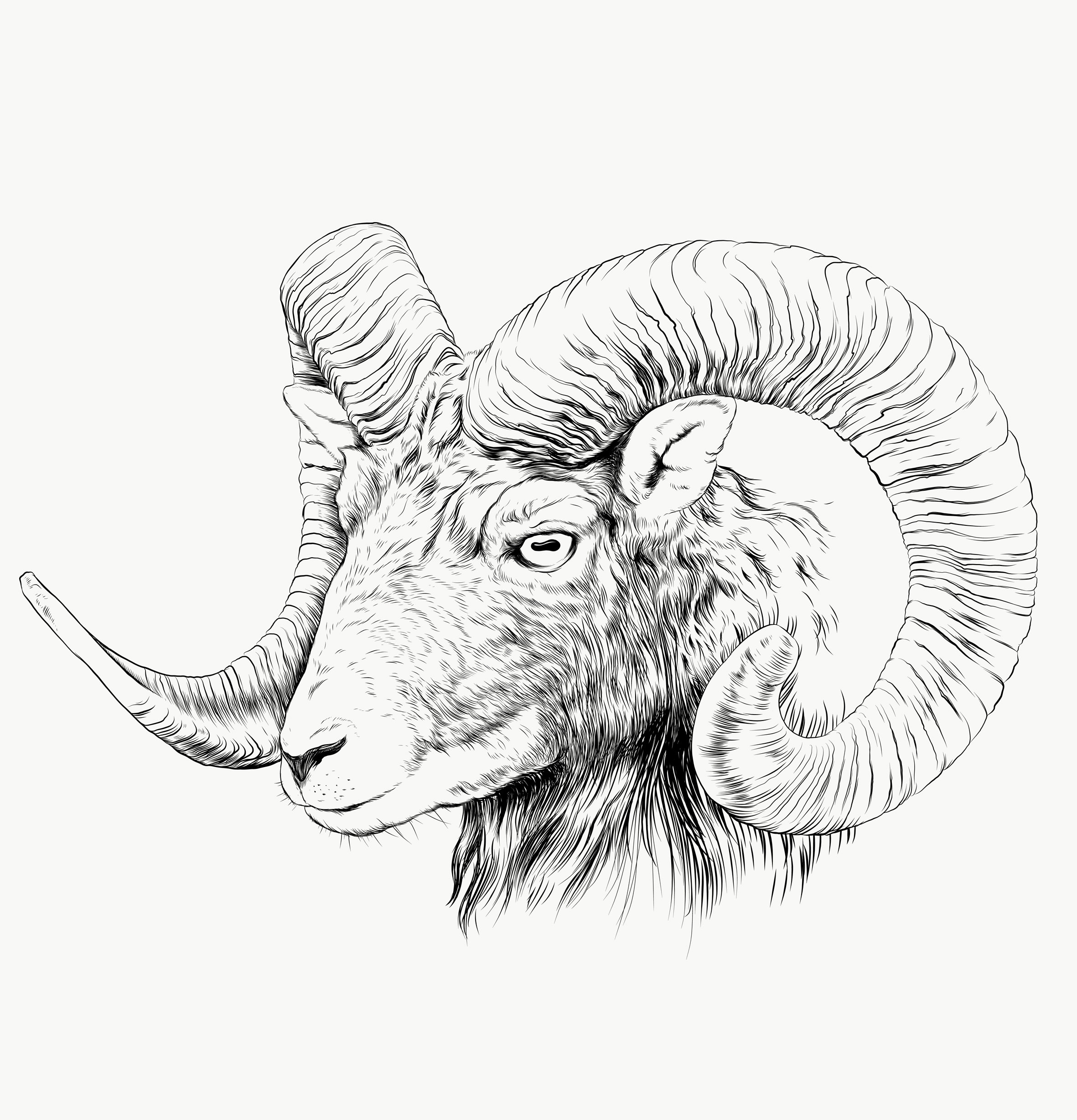 Muflon Head Vector Image Jpg, EPS, SVG, Ai, PDF - Etsy