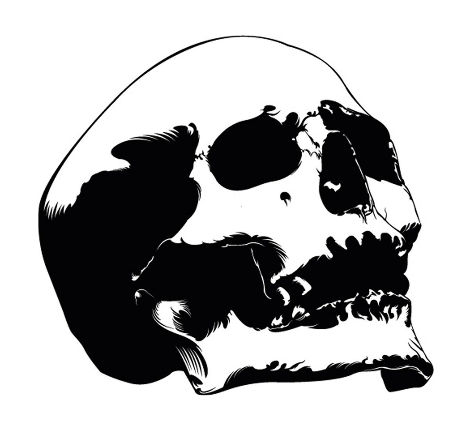 Skull Vector Image, Tattoo, T-shirt, Engraving, Jpg, EPS, SVG, Ai, PDF ...