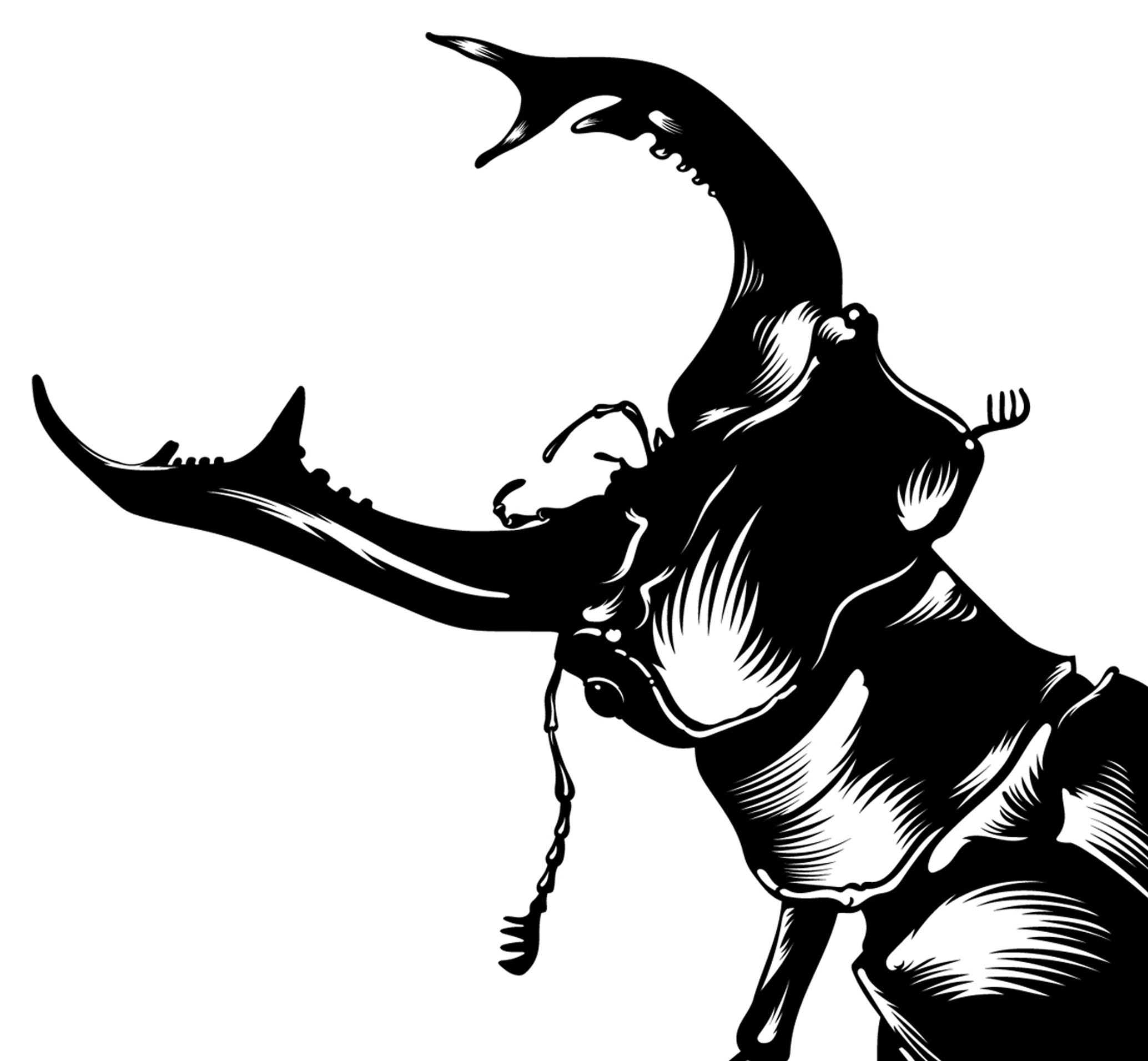 Stag Beetle Vector Image Ai, PDF, SVG, EPS, Jpg Etching, Woodcut Style ...