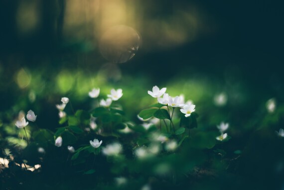 White wild flowers Photo Floral Photography Fine Art | Etsy