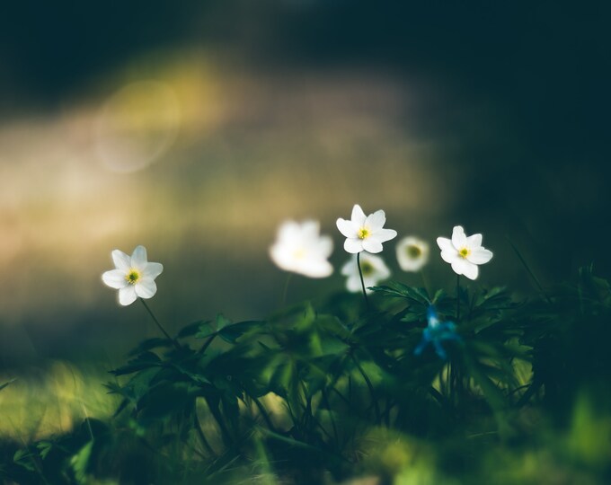 White Flower Art Print, Floral Photography, Fine Art Photography ...