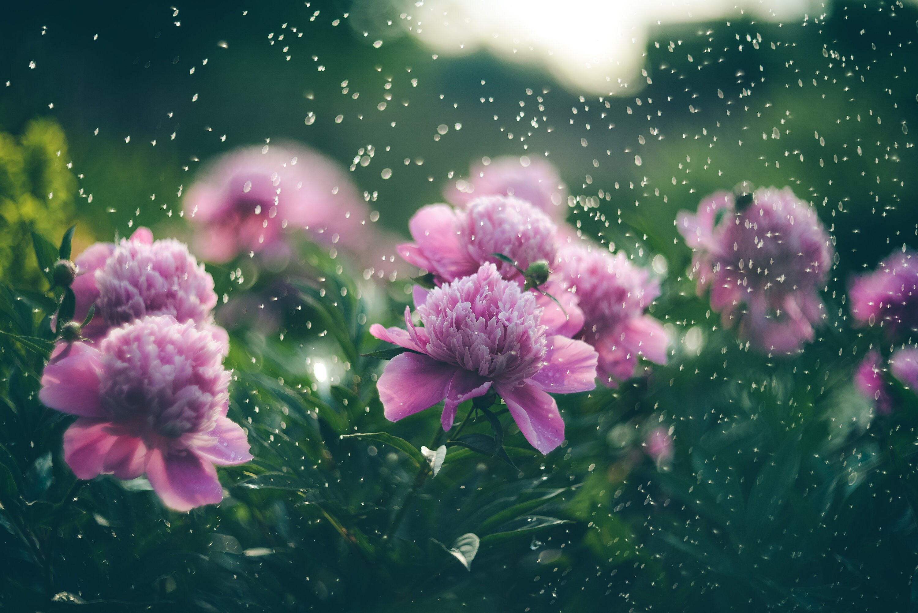Pink Peony Photo Flower Art Print Floral Photography Fine - Etsy