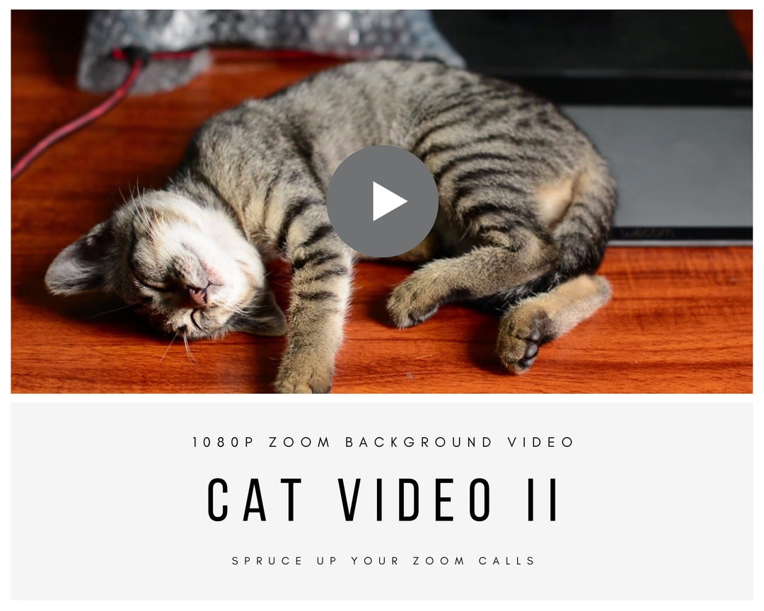 Zoom Cat Video Background II – High-quality Virtual Background for ...