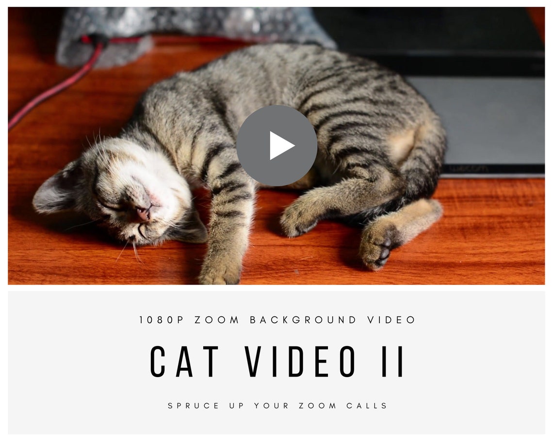 Zoom Cat Video Background II – High-quality Virtual Background for ...