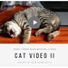 Zoom Cat Video Background II – High-quality Virtual Background for ...