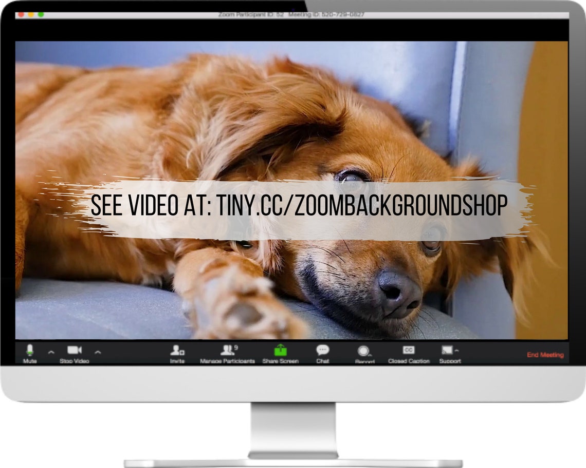 Zoom Dog Video Background I – High-quality Virtual Background for ...