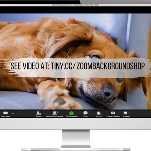 Zoom Dog Video Background I – High-quality Virtual Background for ...