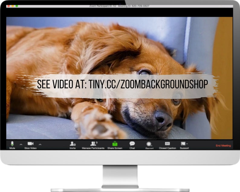 Zoom Dog Video Background I – High-quality Virtual Background for ...