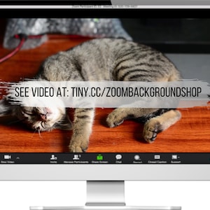 Zoom Cat Video Background II – High-quality Virtual Background for ...